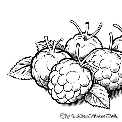 Raspberry Coloring Pages Free And Printable