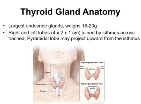 Thyroid Function Flashcards Quizlet
