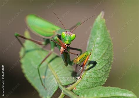 Macro Photography Of A Praying Mantis Mantis Religiosa Eating A