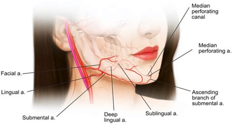 Chin Anatomy Artery