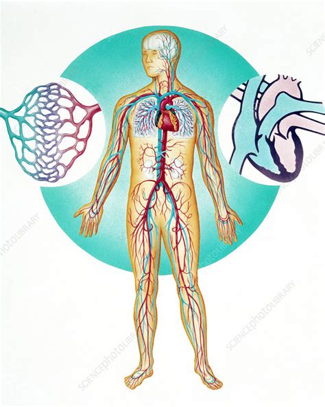 Illustration Of The Human Blood Circulation System Stock Image P200