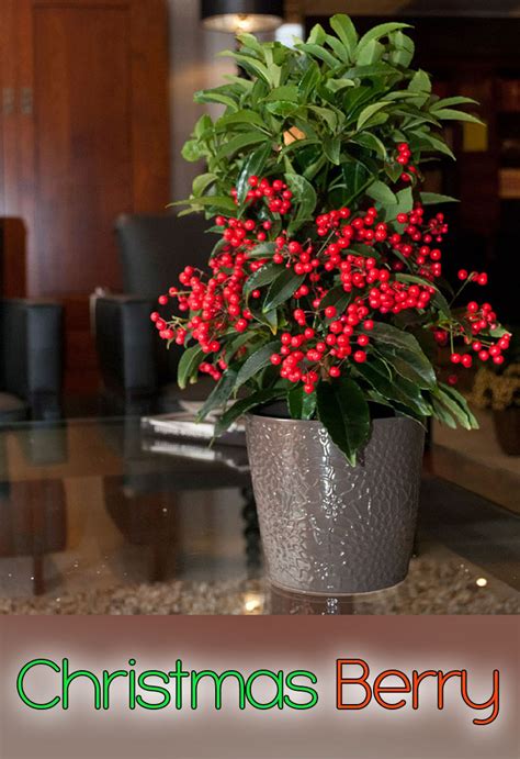 Christmas Berry Info And Care