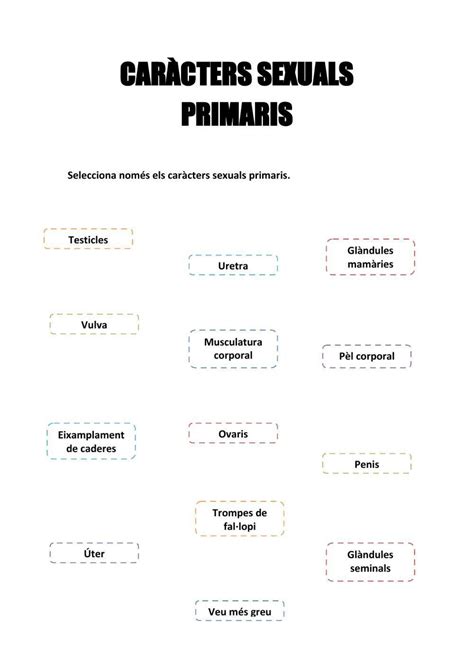 Caràcters Sexuals Primaris Worksheet Live Worksheets