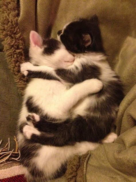 40 Really Cute Cuddling Kittens In The World The Design Inspiration