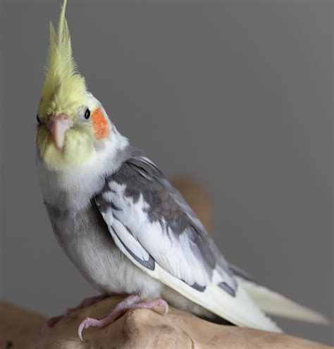 Cockatiel Parrot Bird Free Photo On Pixabay