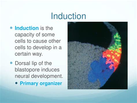 Ppt Principles Of Development Powerpoint Presentation Free Download