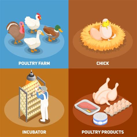 Poultry Vector Images Over 58000