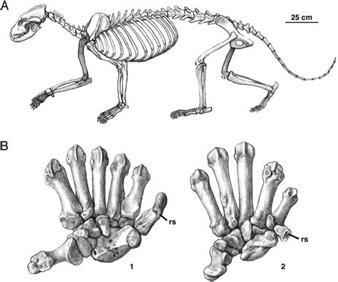 Red Panda Skeleton Drawing Red Panda Claws Red Panda Foot