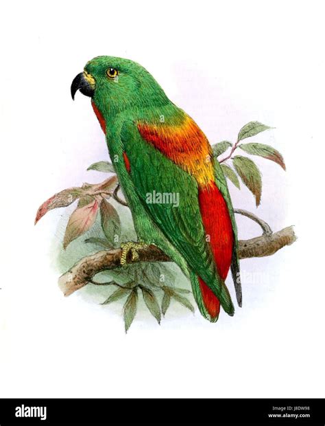 Loriculus Sclateri Also Known As Sclaters Lorikeet Is A Species Of Parrot Native To Southeast