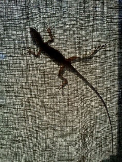 Florida Lizard Florida Photography Old Florida Capricorn Aesthetic