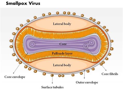 Smallpox Virus Structure Illustration Of The Smallpox Virus Stock