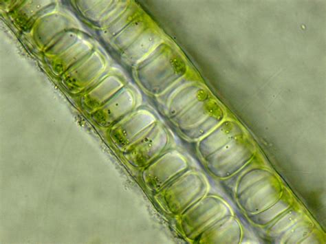 Ulva Microscope Slide