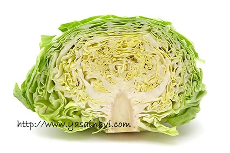 冬キャベツの写真（画像）｜キャベツ