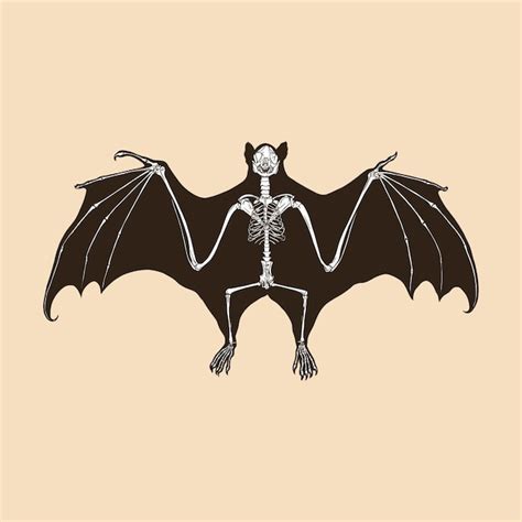 Bat Skeleton Drawing At Carole Spears Blog