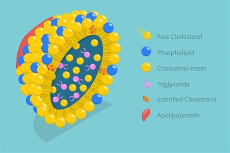 Lipid Composition Vector Art Icons And Graphics For Free Download