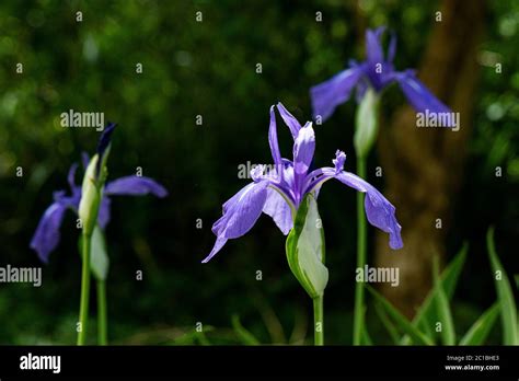 The Flower Of A Variegated Japanese Iris Iris Laevigata Variegata