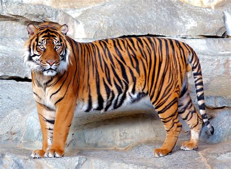 Tigre Wiki Animaux
