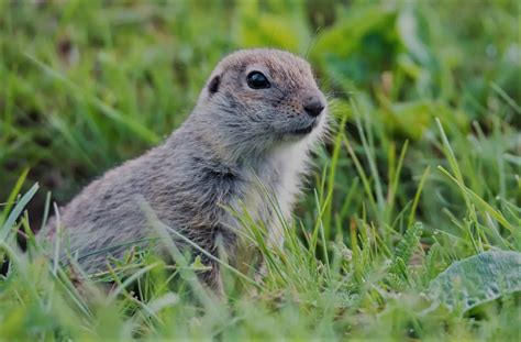 I Citelli Spermophilus Citellus Soluzioni Per Allontanarli