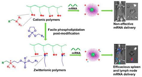 Cationic Polymers As Transfection Reagents For Nucleic Acid Delivery
