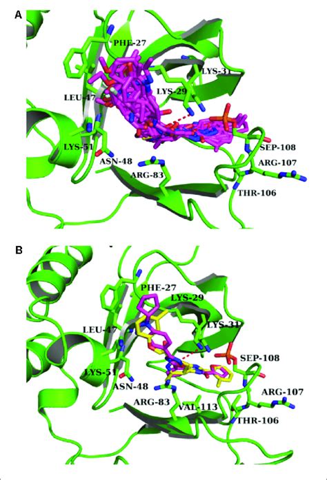 the binding mode of the compounds with ampk a the binding mode of
