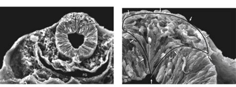 Biol 599 Neural Crest And Cranial Placodes ` Flashcards Quizlet