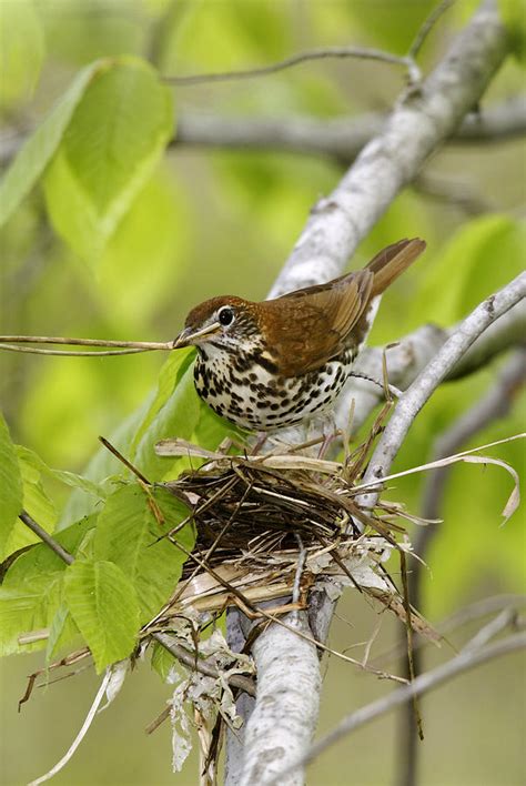 Wood Thrush Building Nest Photograph By James Zipp