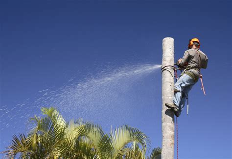 Tree Removal Cost Hire A Professional Or Diy