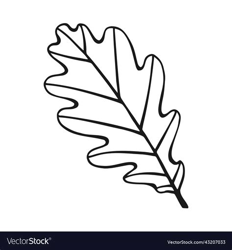 Hand Drawn Oak Leaf Outline Oak Leaf In Line Art Vector Image
