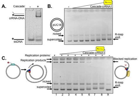 E Coli Cascade Interference Complex Blocks Plasmid Dna Replication Download Scientific