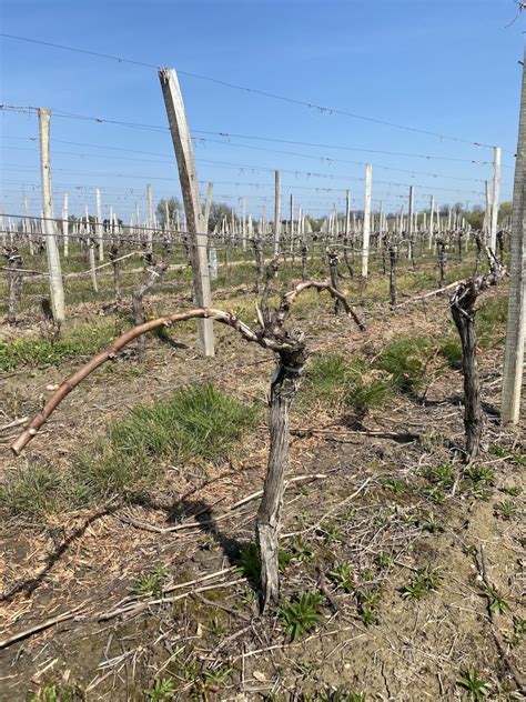 Bordeaux Vineyards How To Prune Part 2 Vineyards Bordeaux