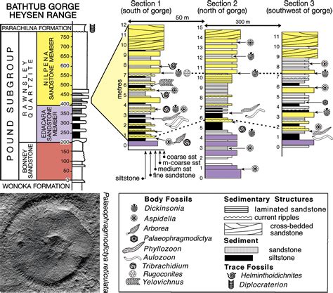 Phyllozoon And Aulozoon Key Components Of A Novel Ediacaran Death