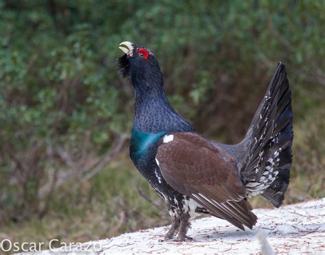 Avesanturtzi Otro SueÑo Cumplido Urogallo Pirenaico