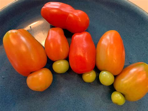 The Mutant Tomatoes Are Here And They Come In Peace Butler Eagle