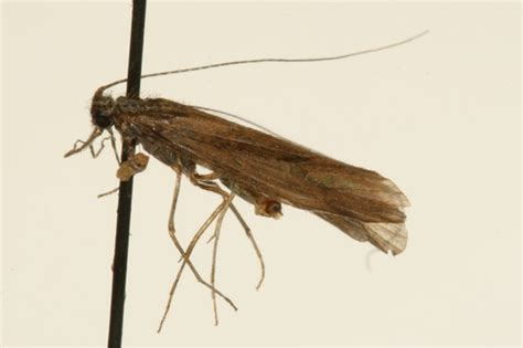 Ceraclea Excisa · Naturalista Colombia