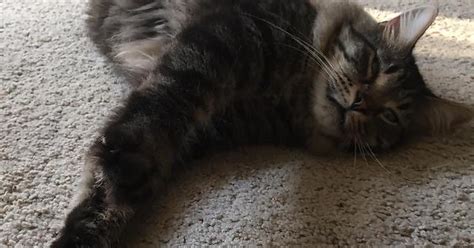 Marcellus Wallace Imgur