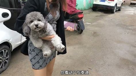 发情12天的灰泰迪来借配，一见面就迫不及待的玩，真是一刻也不等 Youtube