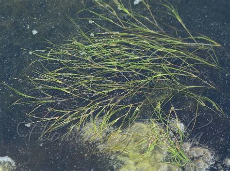 Ruppia Maritima Ditch Grass