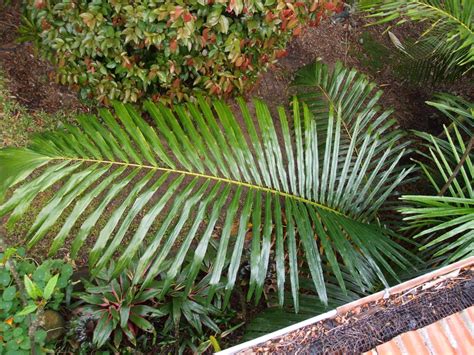 What Arenga Am I Discussing Palm Trees Worldwide Palmtalk
