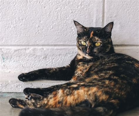 Mystery Of The Female Calico How Genes Determine Fur Color And Sex