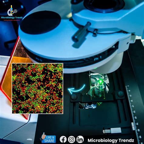 How To Distinguish Live Bacteria From Dead Bacteria Using Fluorescent