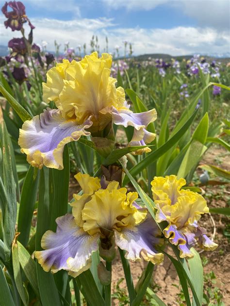 Repertoire Ripple Effect Iris Farm