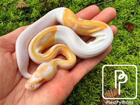 Candino Pied Ball Python By Pied Pythons Morphmarket
