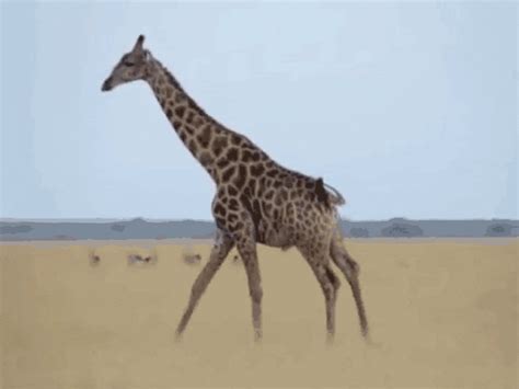  Estranho De Girafa