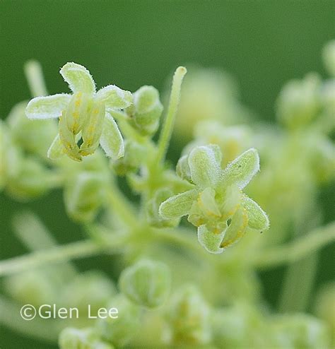 Humulus Lupulus Photos Saskatchewan Wildflowers