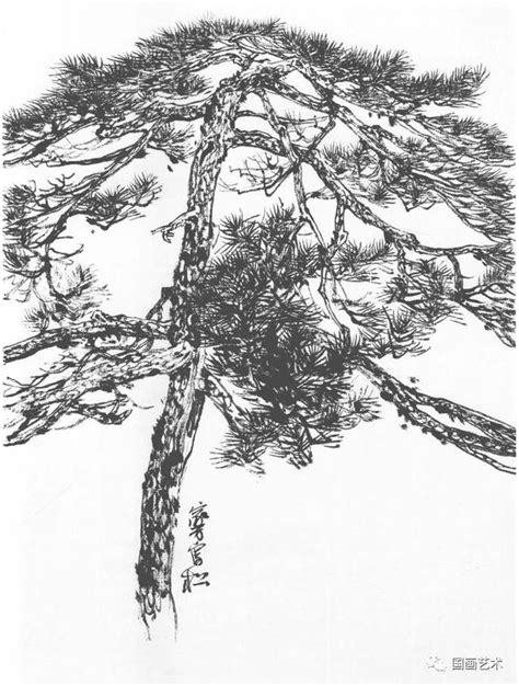 松樹寫生圖例分享 每日頭條