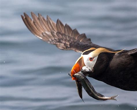Tufted Puffin Audubon Field Guide