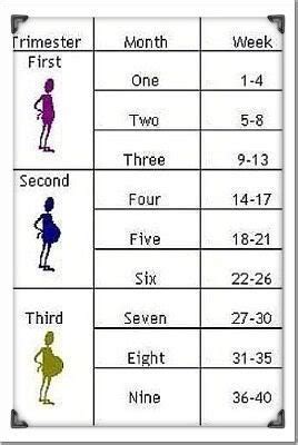 How Many Months Am I If Im 24 Weeks Tomorrow — The Bump