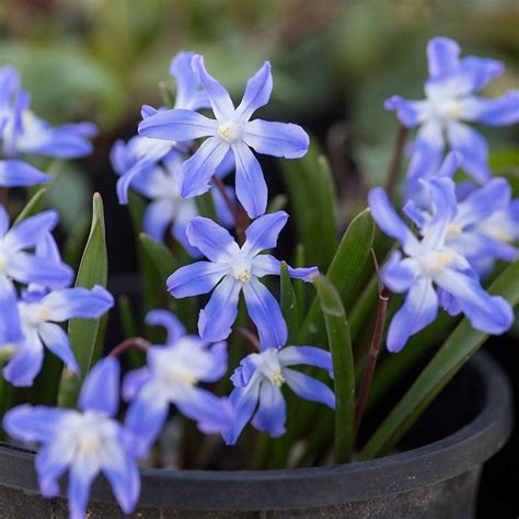 Chionodoxa Luciliae Glory Of The Snow Gardeners Dream