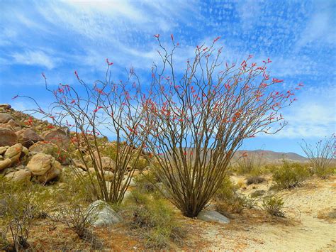 The Ocotillo Linear Form And Ephemeral Foliage In Desert Dwellings