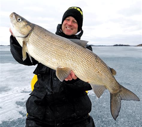 Ice Fishing Giant Whitefish In Fisherman